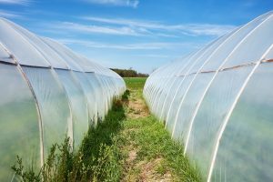 How Polythene Sheeting Can Help Protect Crops from Weather Damage